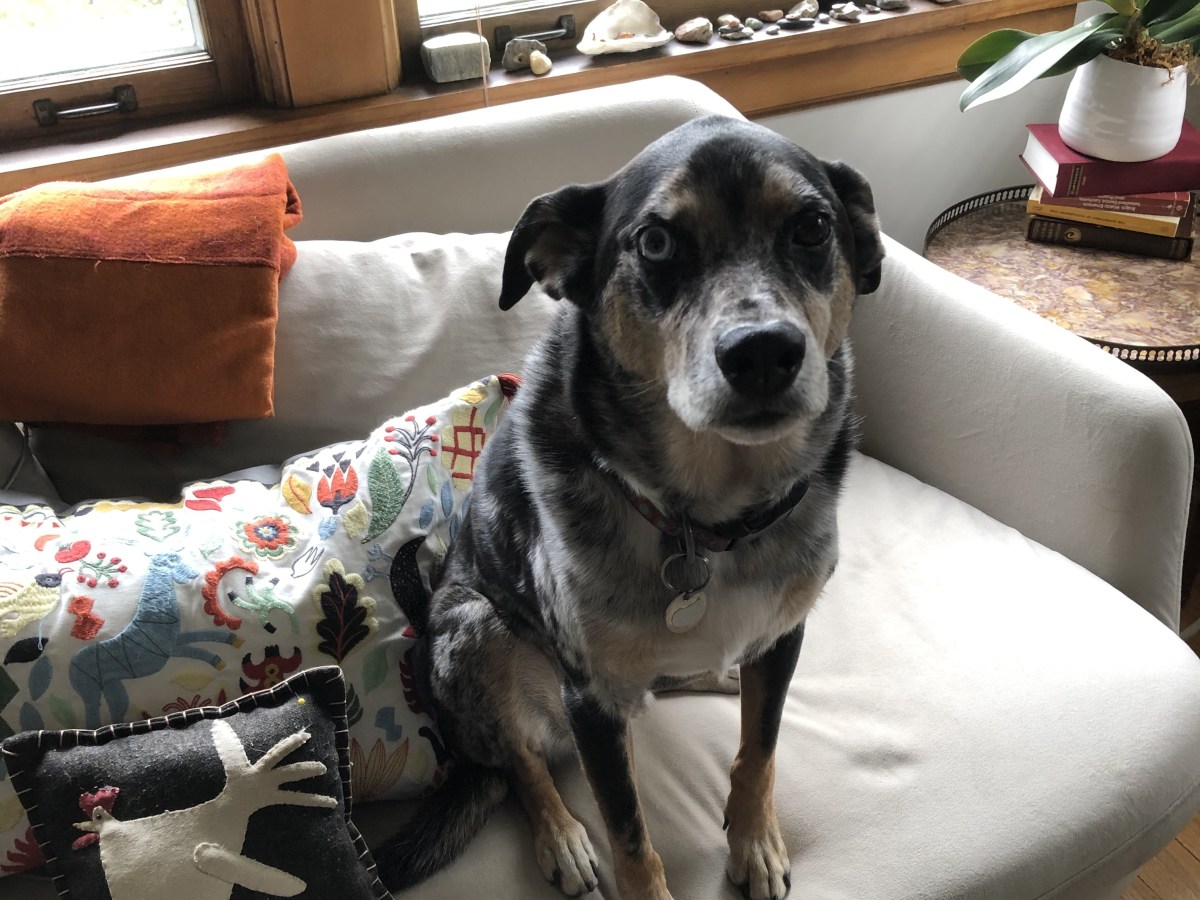 Django the Dog – Pagani & Co.